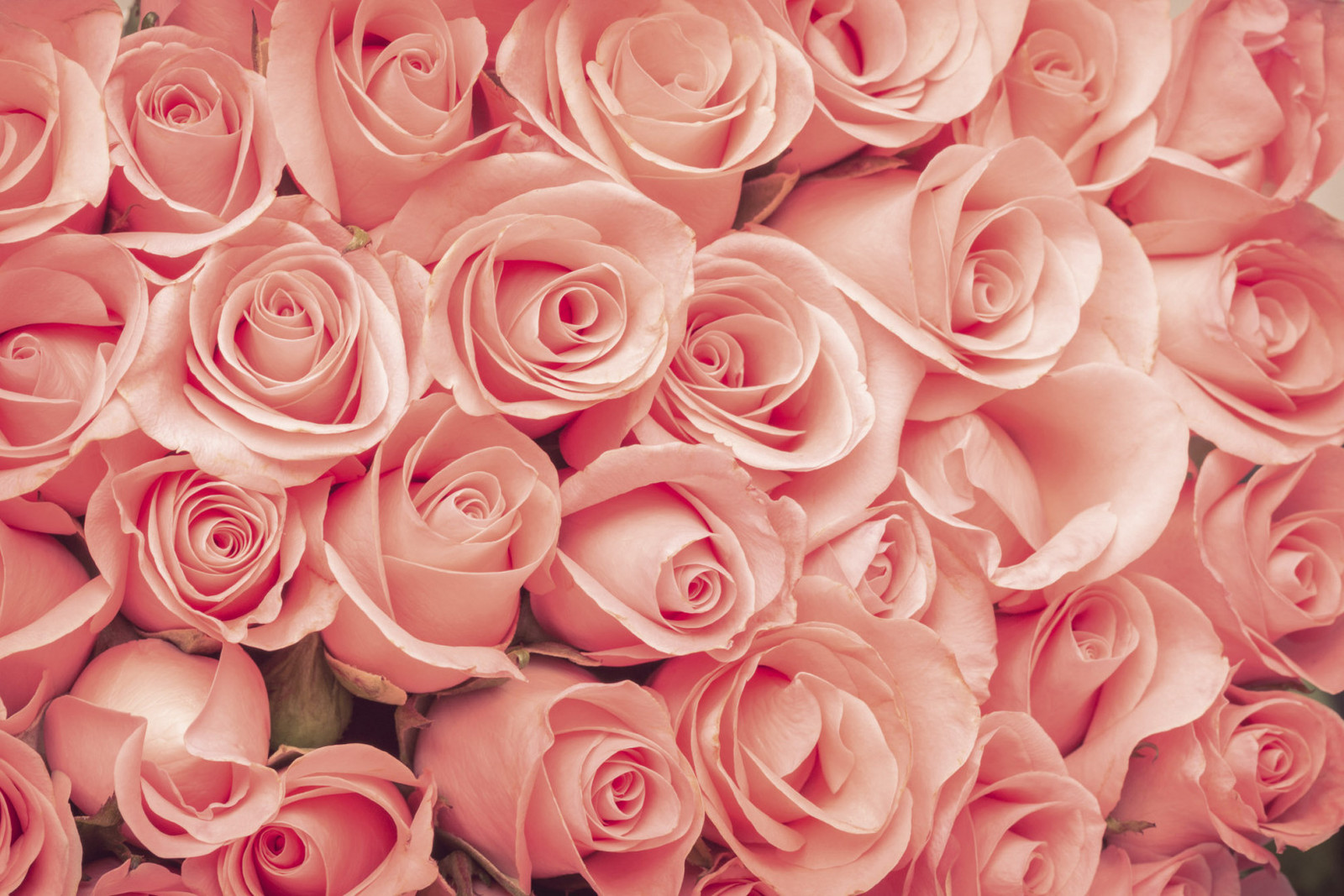 Roses MS-5-0133 - Kukat ja kasvit - KUVATAPETIT JA PANEELIT ...